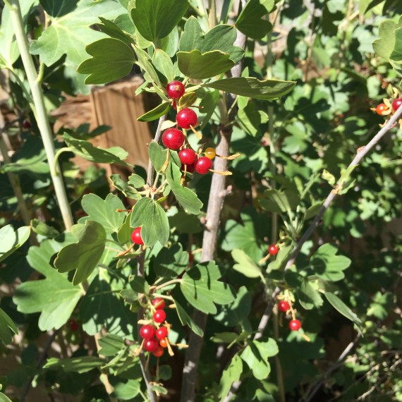 Wax Currants | My urban homestead